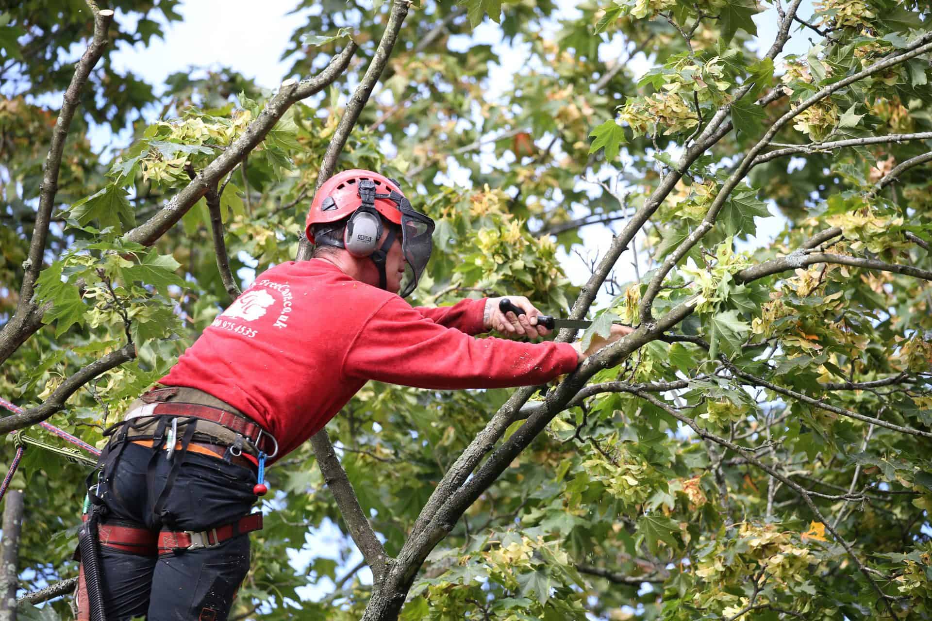 Crown Lifting - Connick Tree Care