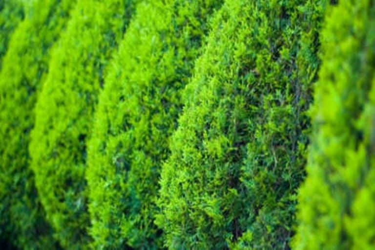 Commercial Tree Surgeons & Tree Maintenance | Connick Tree Care