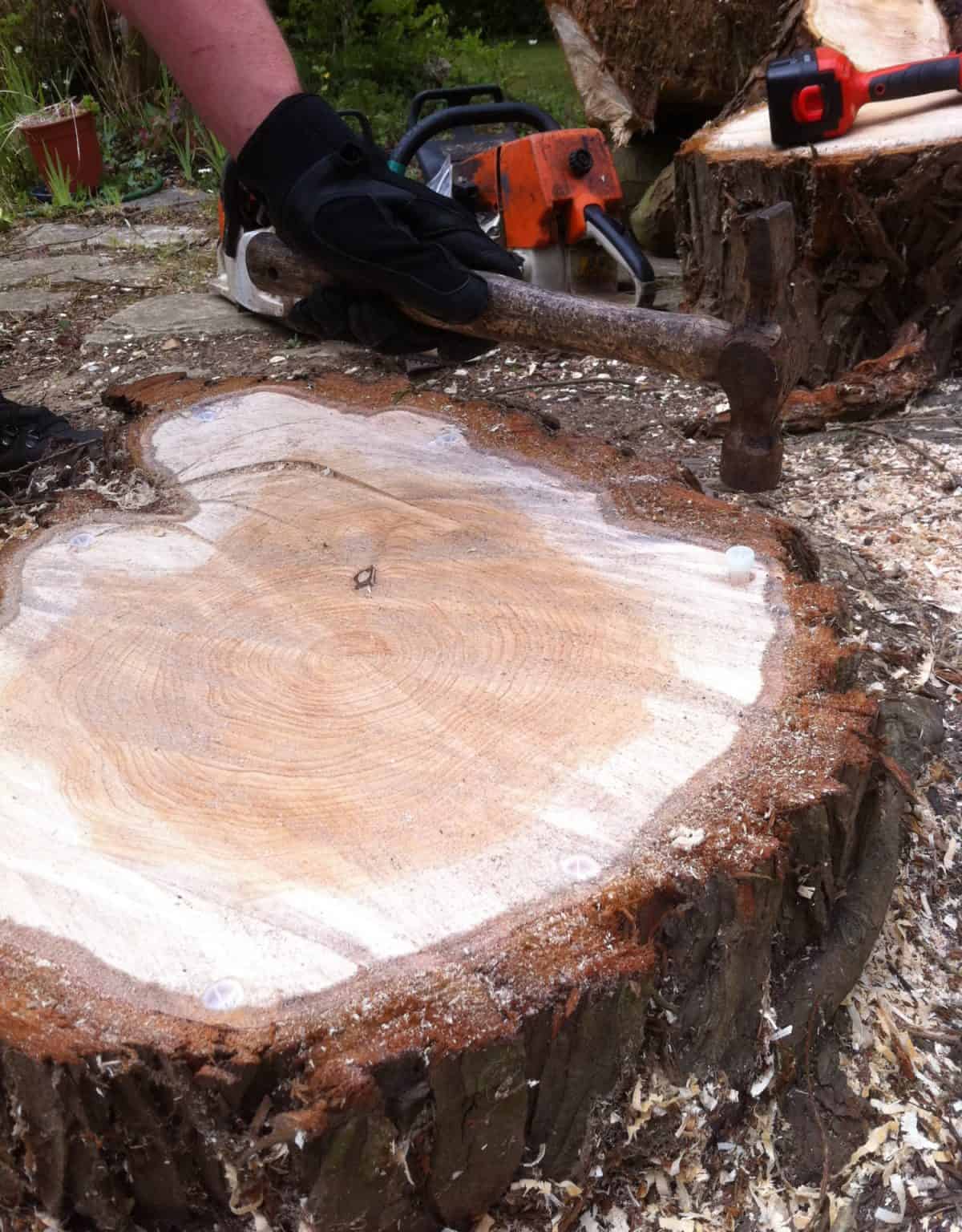 Stump Treatment - Connick Tree Care