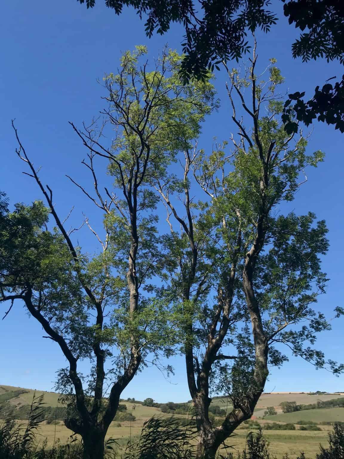 Deadwood Removal - Connick Tree Care