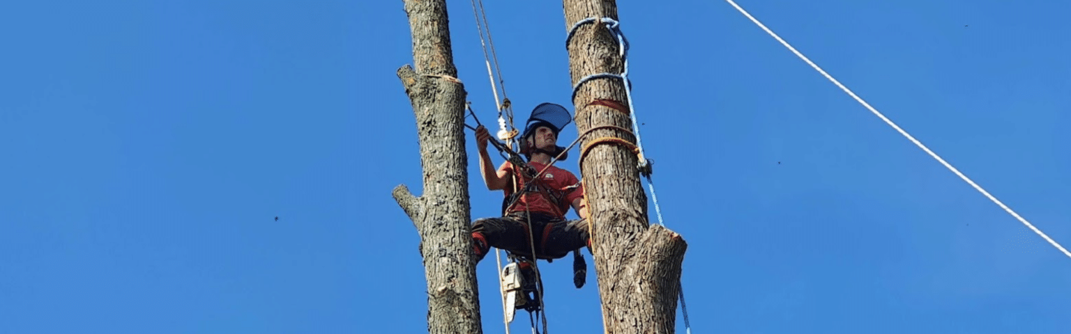 Tree Felling and Tree Removal - Connick Tree Care
