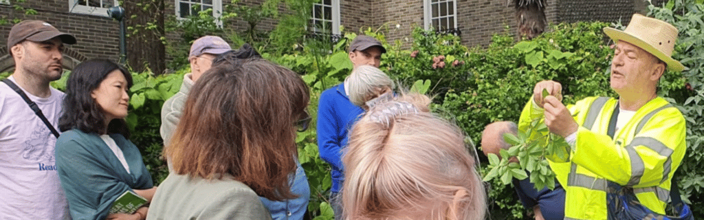 For the love of Brighton and Hove’s Elm Trees - Connick Tree Care